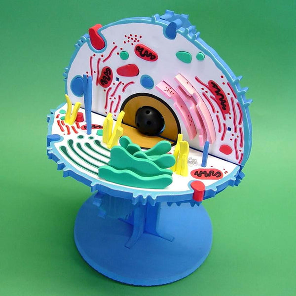 Pin Animal Cell Model Parts Of The Animal Cell Printable Set The
