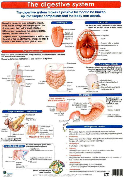 CHART DIGESTIVE SYSTEM – Rutland Industries