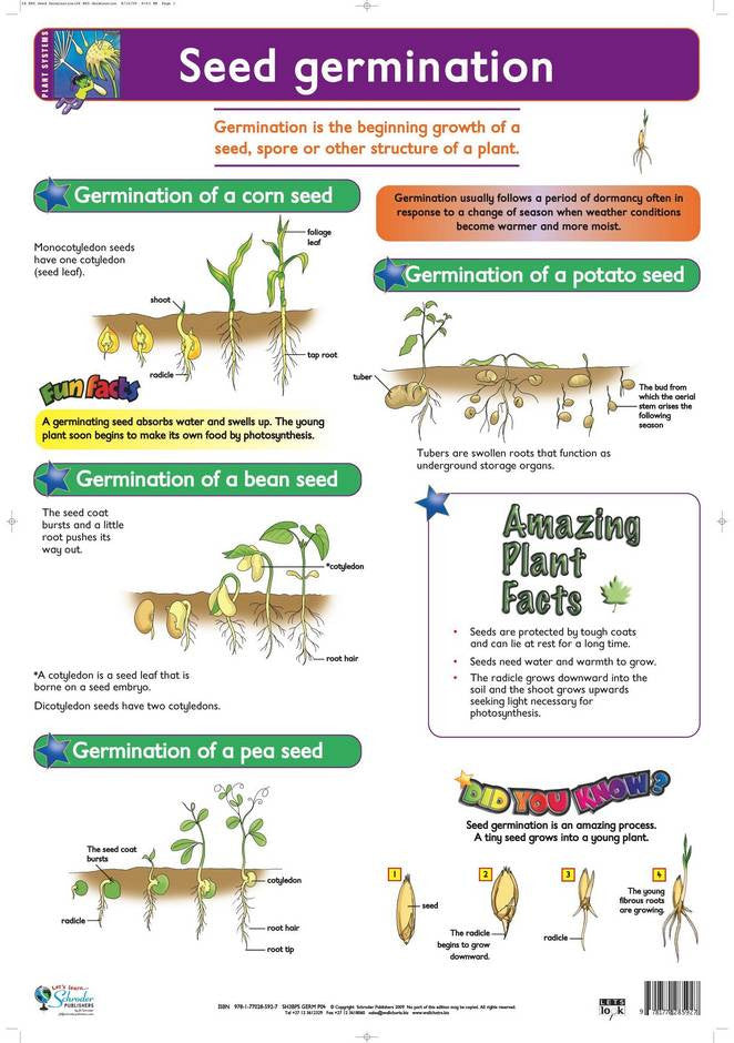 Flower Germination Chart Charts The Life Cycle Of A Plant Chart