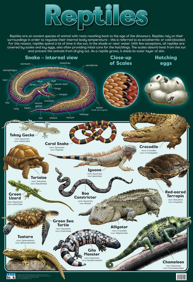 Reptiles Chart