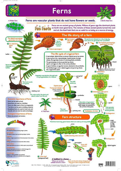 CHART FERNS – Rutland Industries