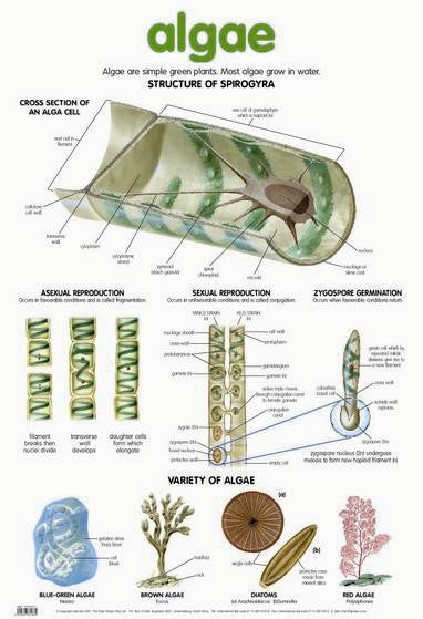 Green Algae Diagram Algae And Its Classification Biology Class 11