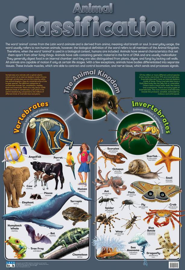 Animal Classification Chart