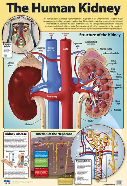 CHART KIDNEY HUMAN – Rutland Industries